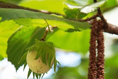 Hazel - Scotswood Garden